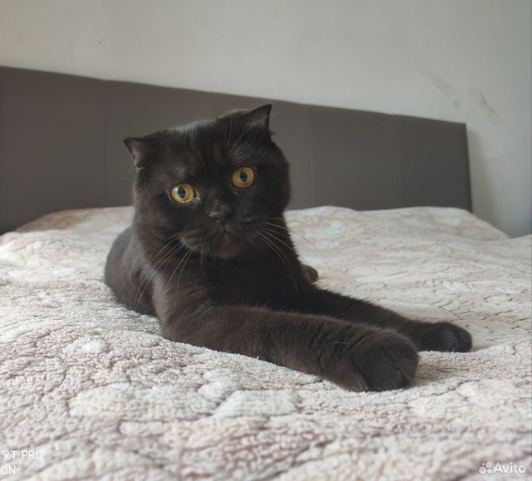 Шоколадная красотка-чемпион в добрые руки, питомни