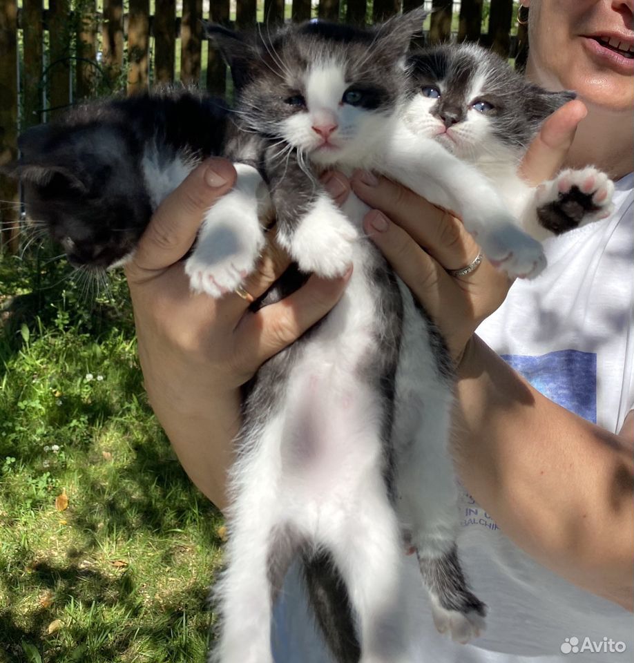 Счастье в дом