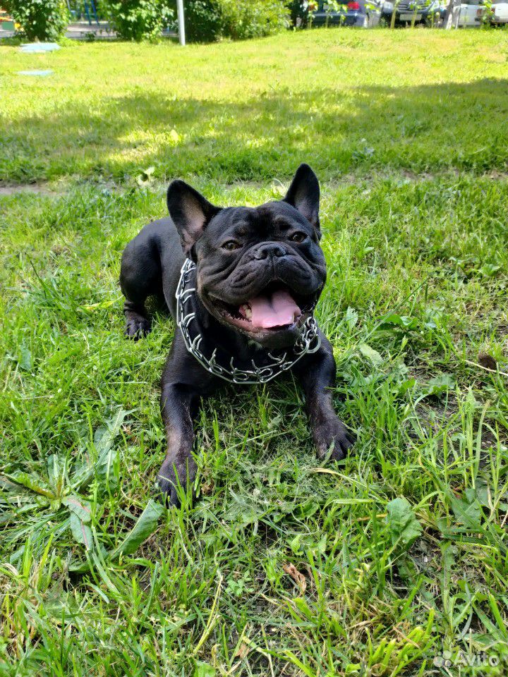 Французский бульдог Вязка
