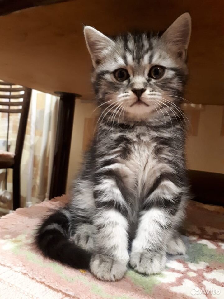 Британские котята Продам котенка