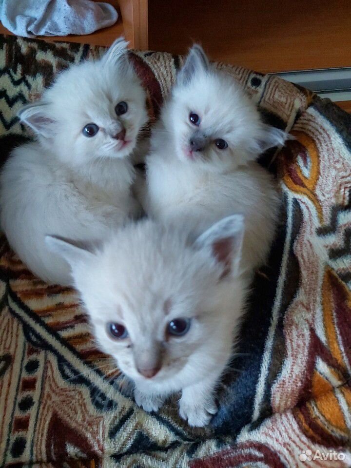 Котята красатульки