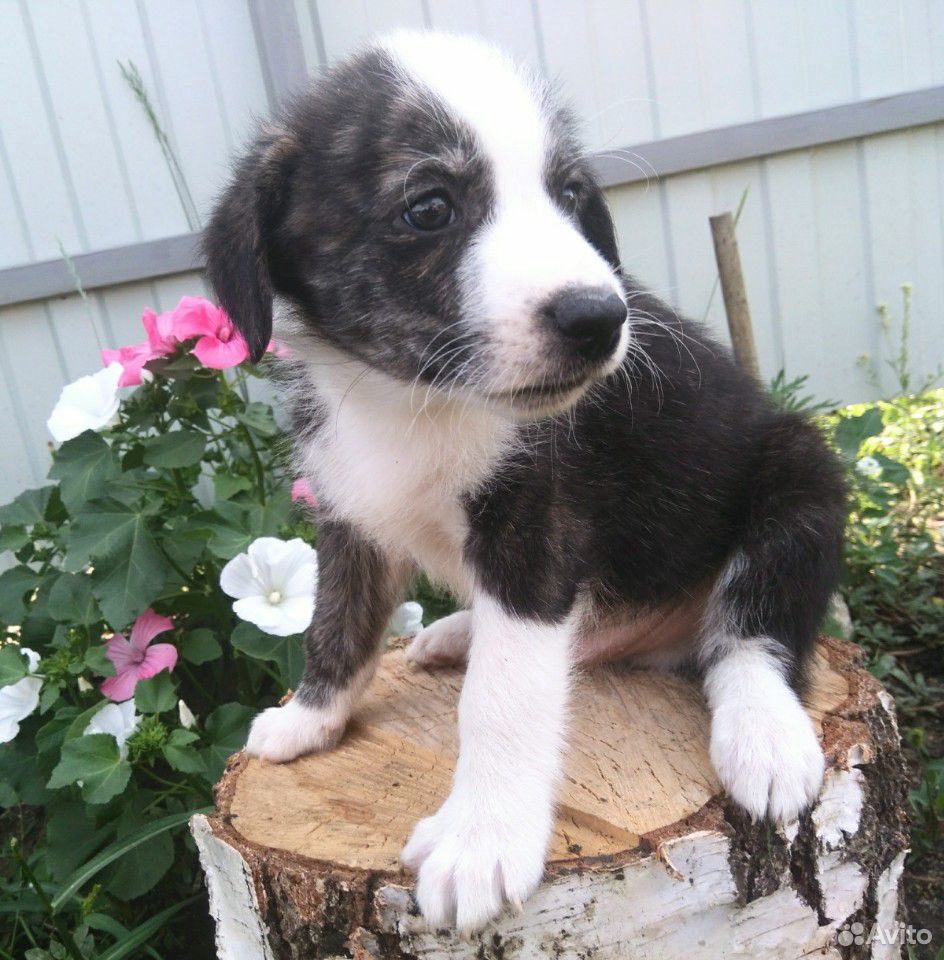 Щенок мальчик