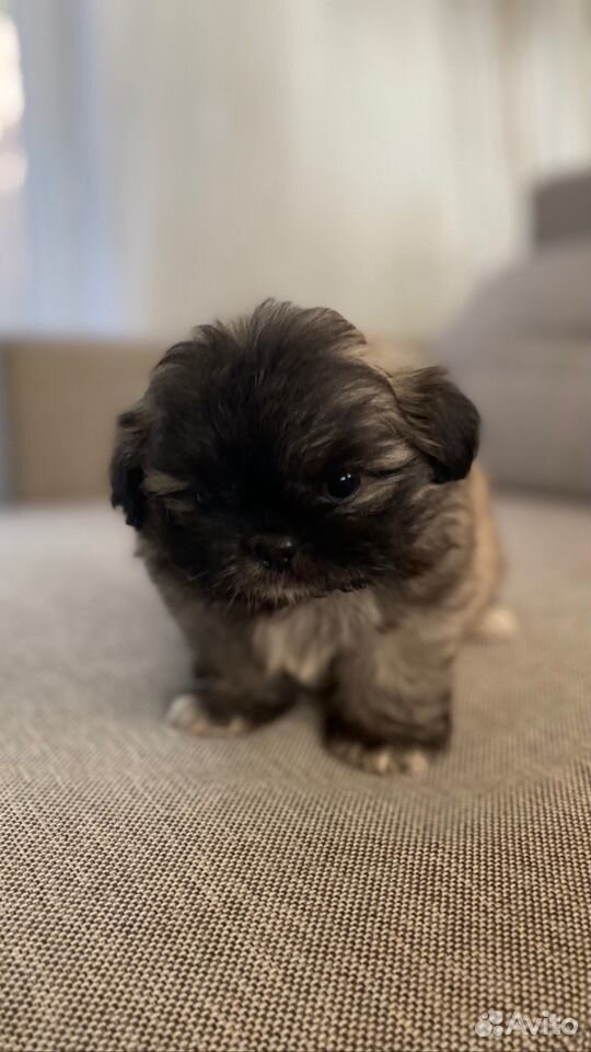 Мама Пекинес папа мальтийская болонка