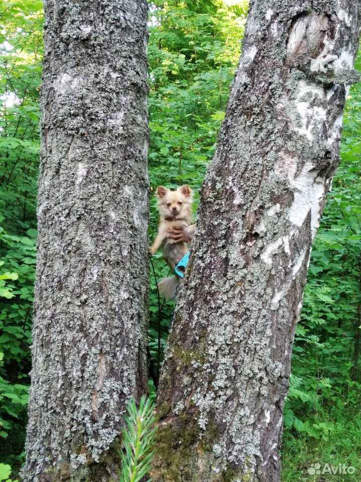 Жених ищет невесту