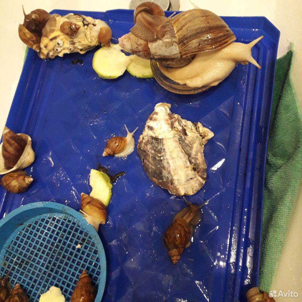 Улитка Ахатин