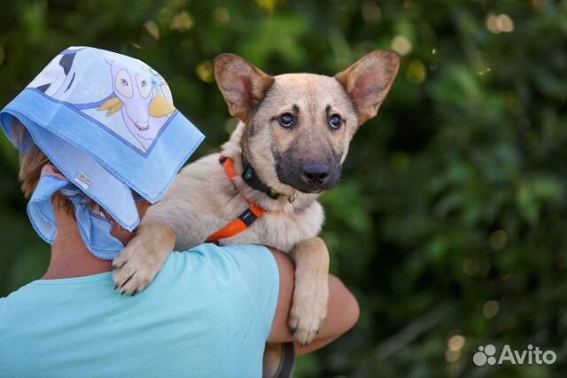 Лева ушастый красавец 5 мес в поисках хозяина