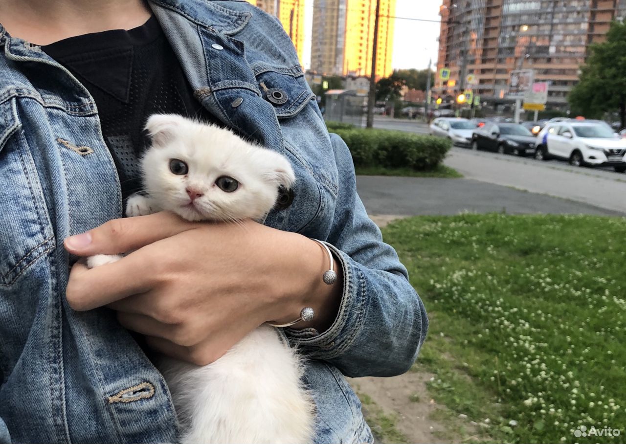 Британец котенок