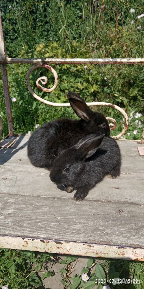 Кролики декоративные