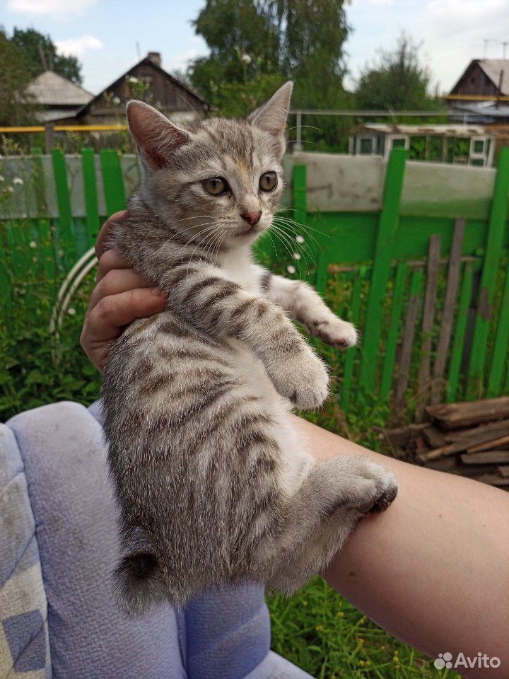 Курильский бобтейл