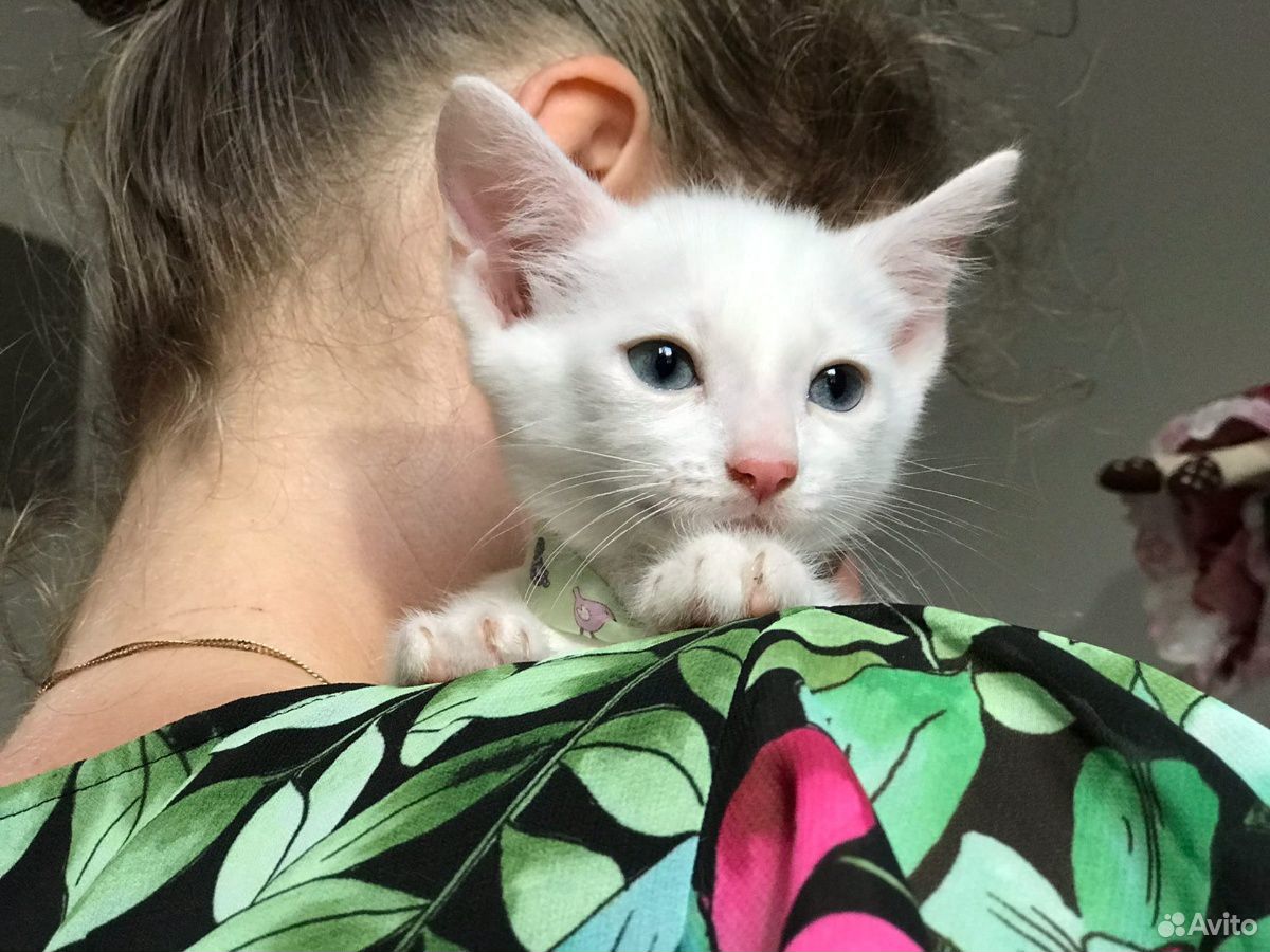 Белоснежный котенок почти ориентал, 2 мес, мальчик