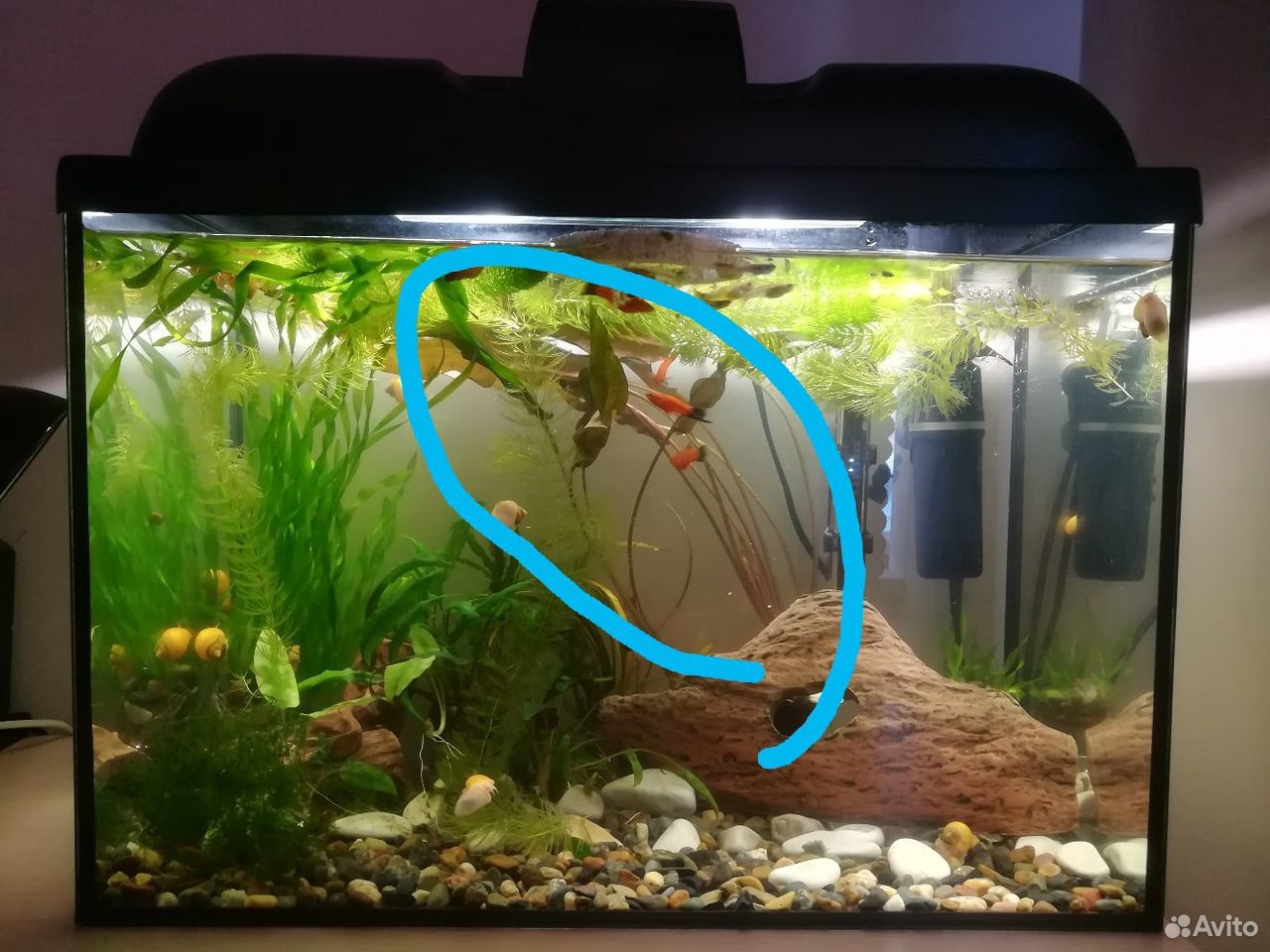 Криптокорина, коридорас