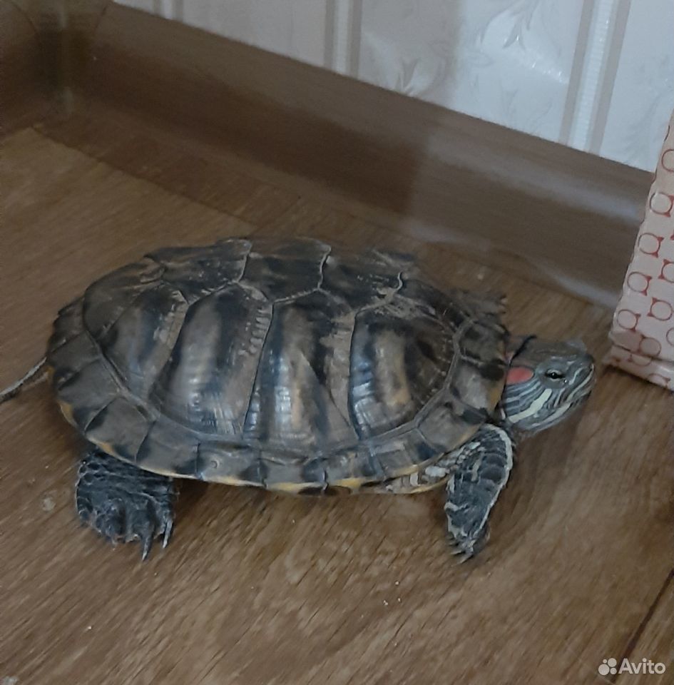 Водная красноухая черепаха, Бесплатно