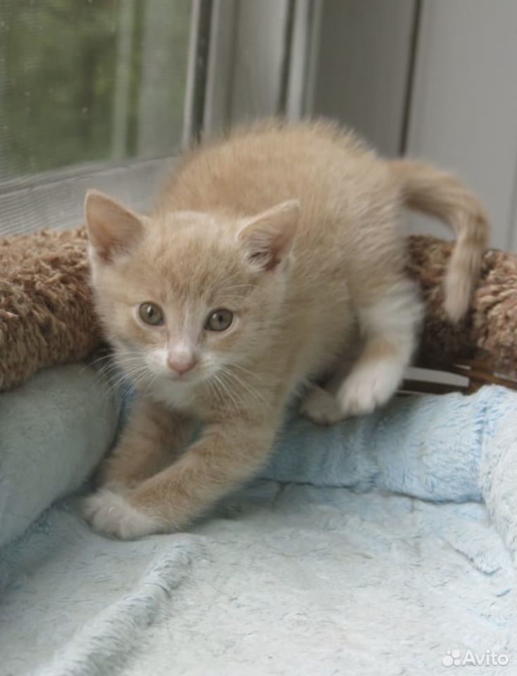 Рыжий котёнок Герасим 1 месяц и 1 неделя в добрые