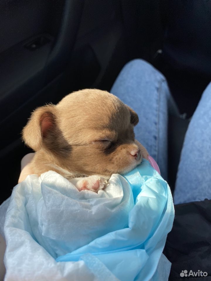 Малышка чихуахуа