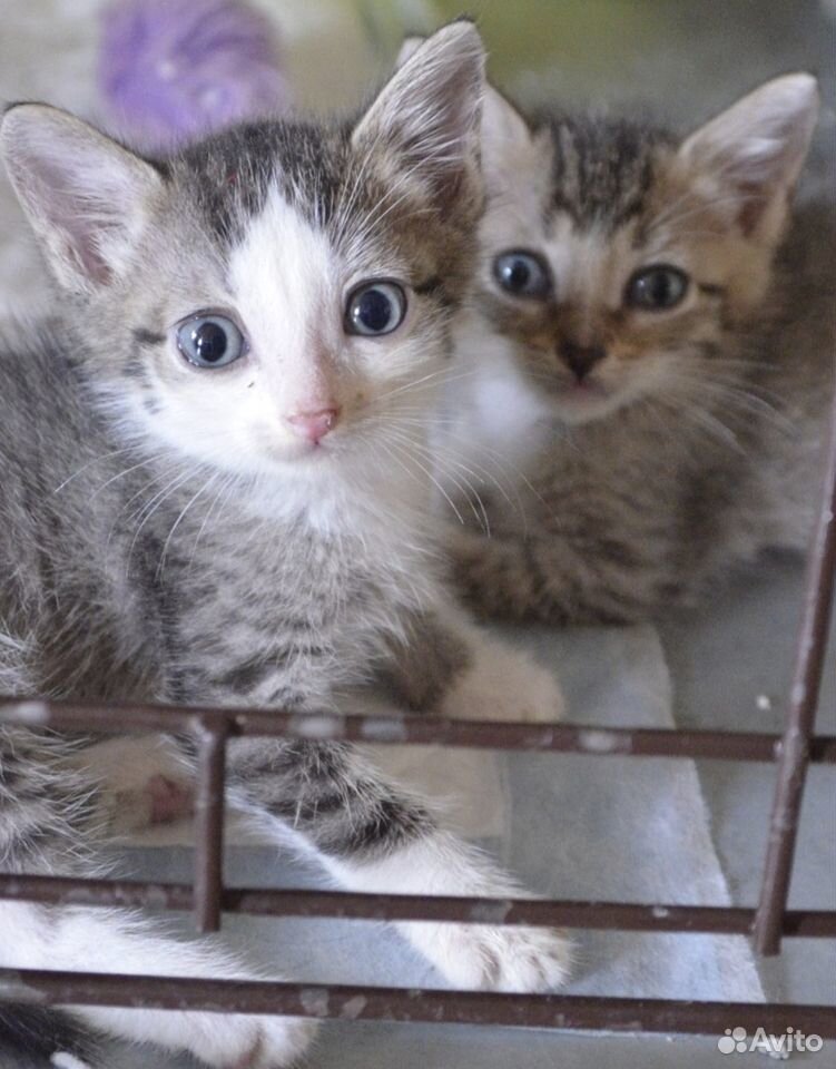 Котята два брата