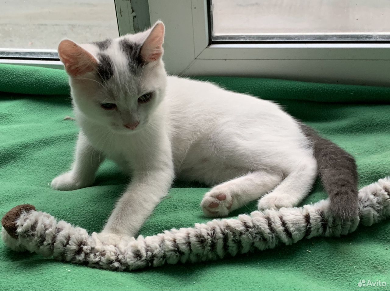 Котёнок мальчик 3.5 мес в добрые руки