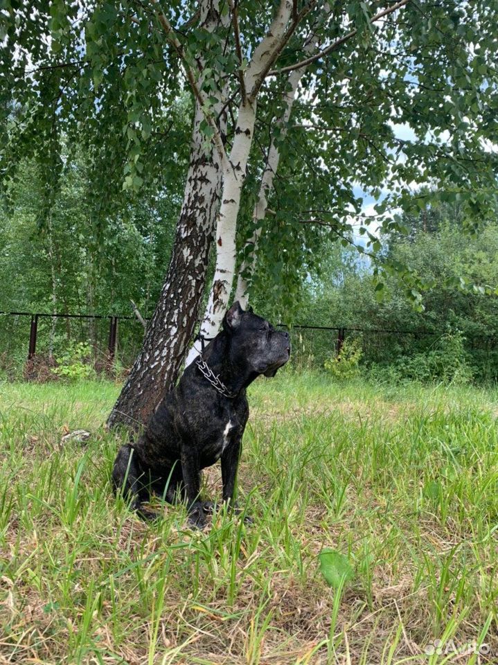 Ищем новых хозяев