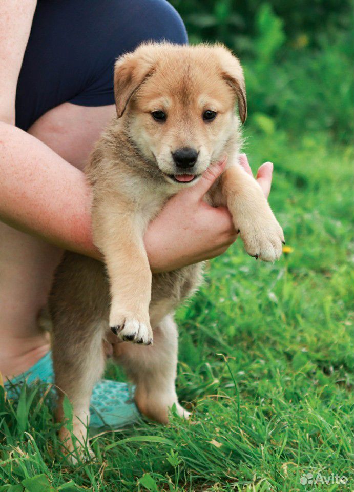 Девочка Брусничка в дар