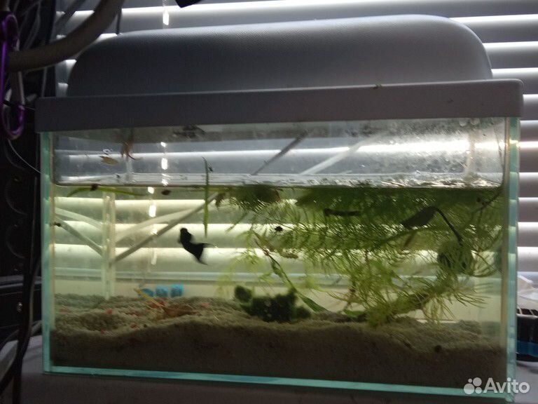 Аквариум 7л бесплатно