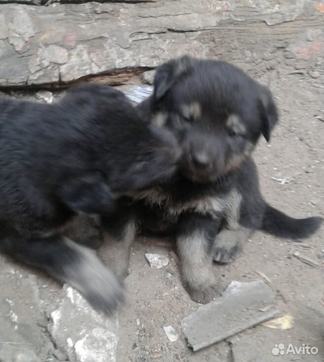 Щенки в добрые руки