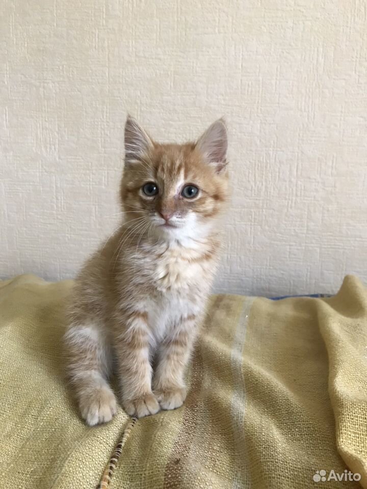 Рыжий котенок