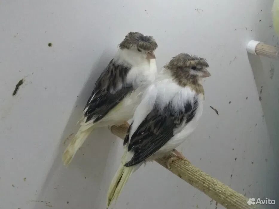 Молодые канарейки породы Глостер