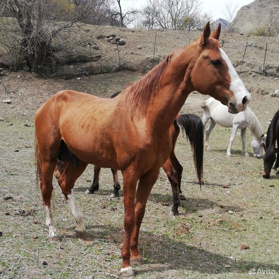 Чистокровный ахалтекинский жеребец