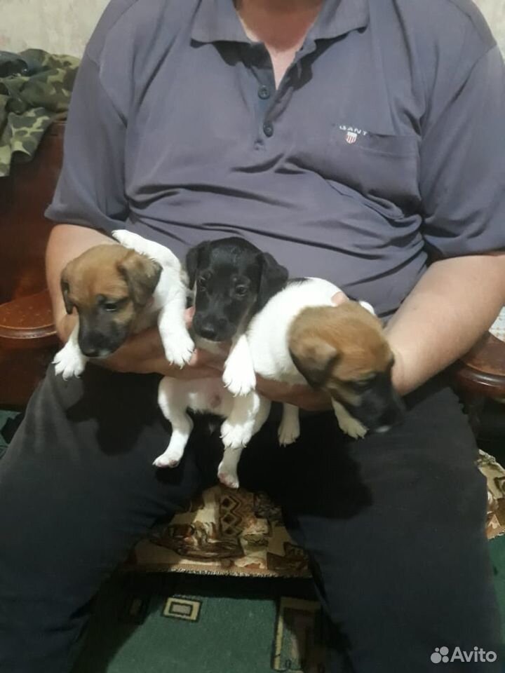 Щенки английского гладкошерстного фокстерьера