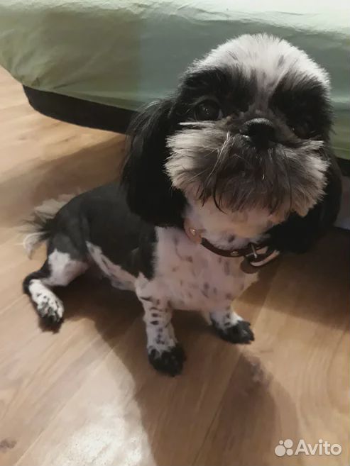 Девочка Ши тцу в добрые руки