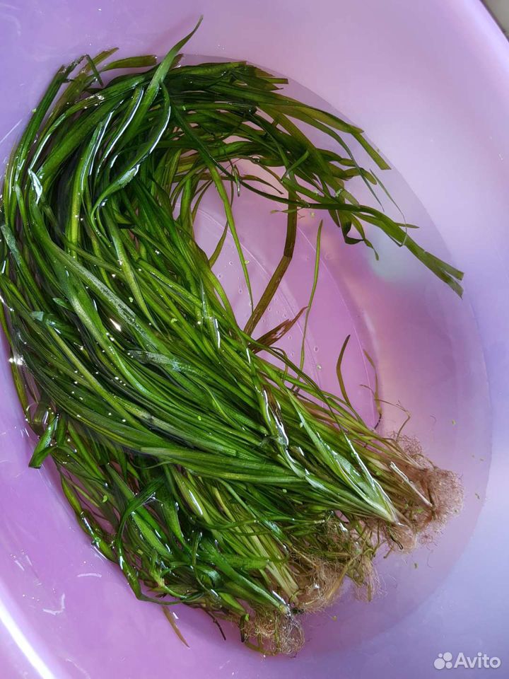 Отдам прополку валлиснерии