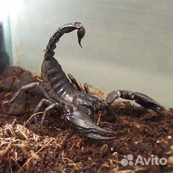 Скорпионы Heterometrus petersi