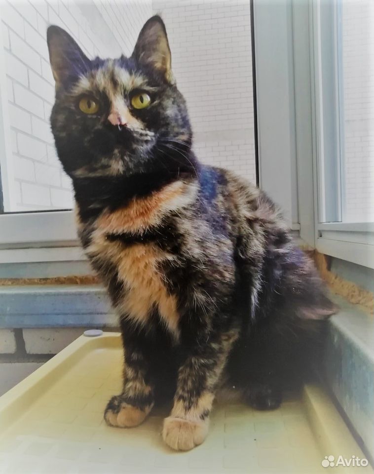 Кошечка красавица в добрые руки