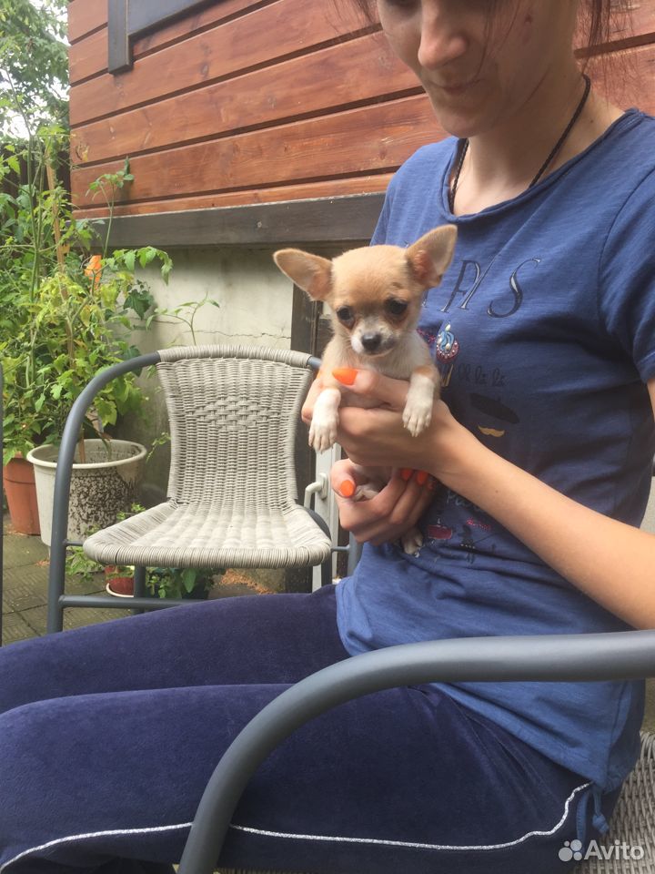 Мини красотка чихуашечка