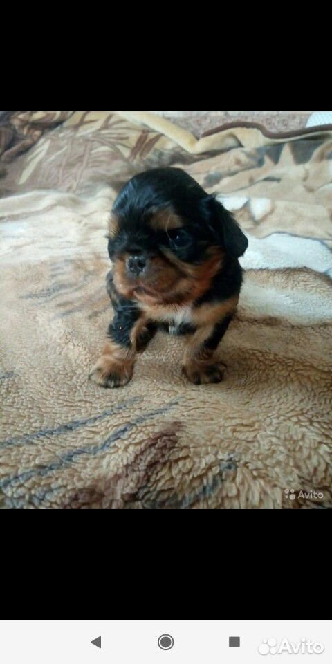 Щенок Кинг Чарльз Спаниель