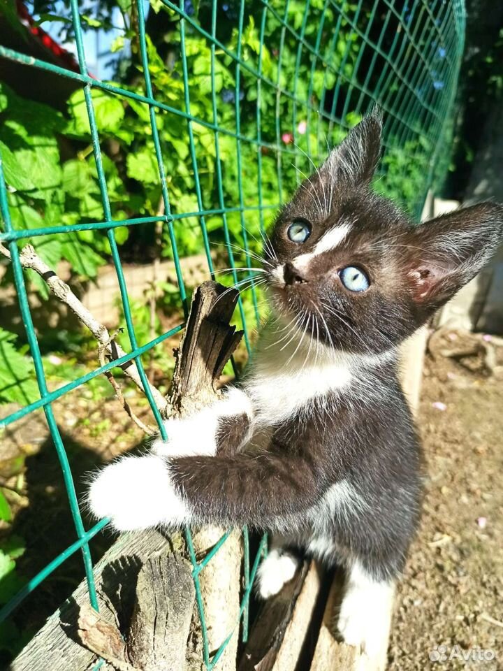 Котёнок в добрые руки