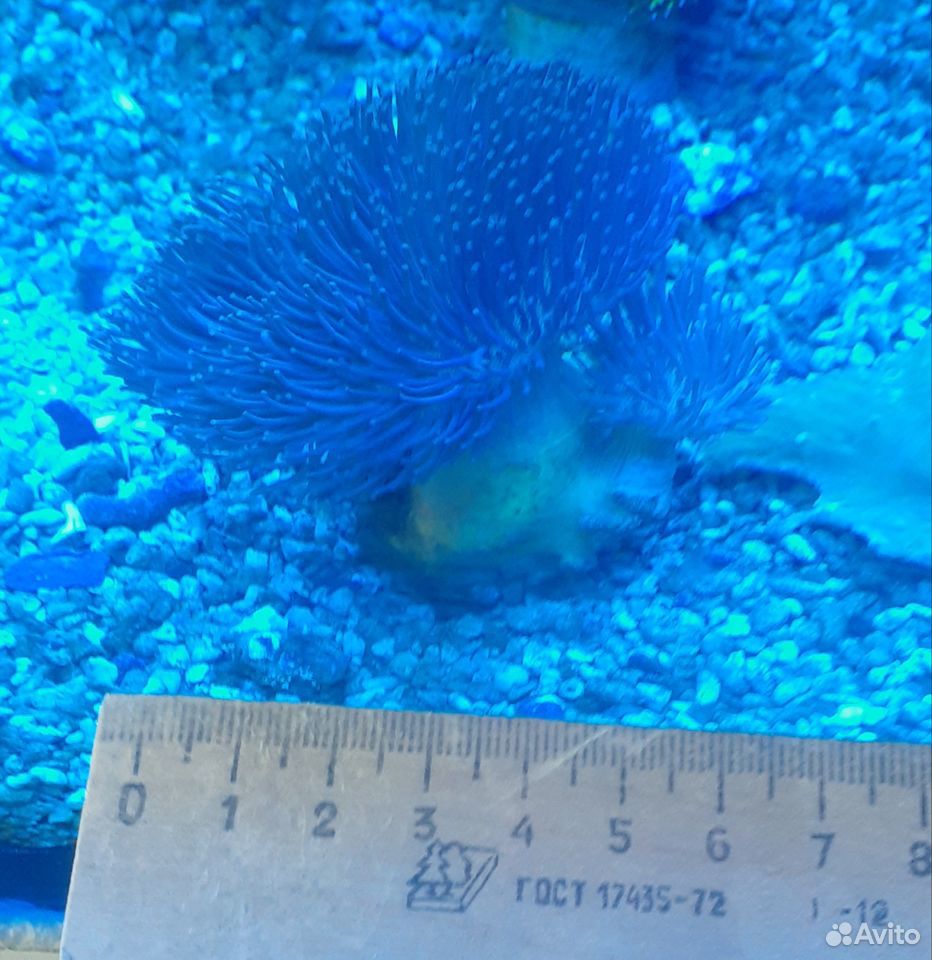 Кораллы для ма