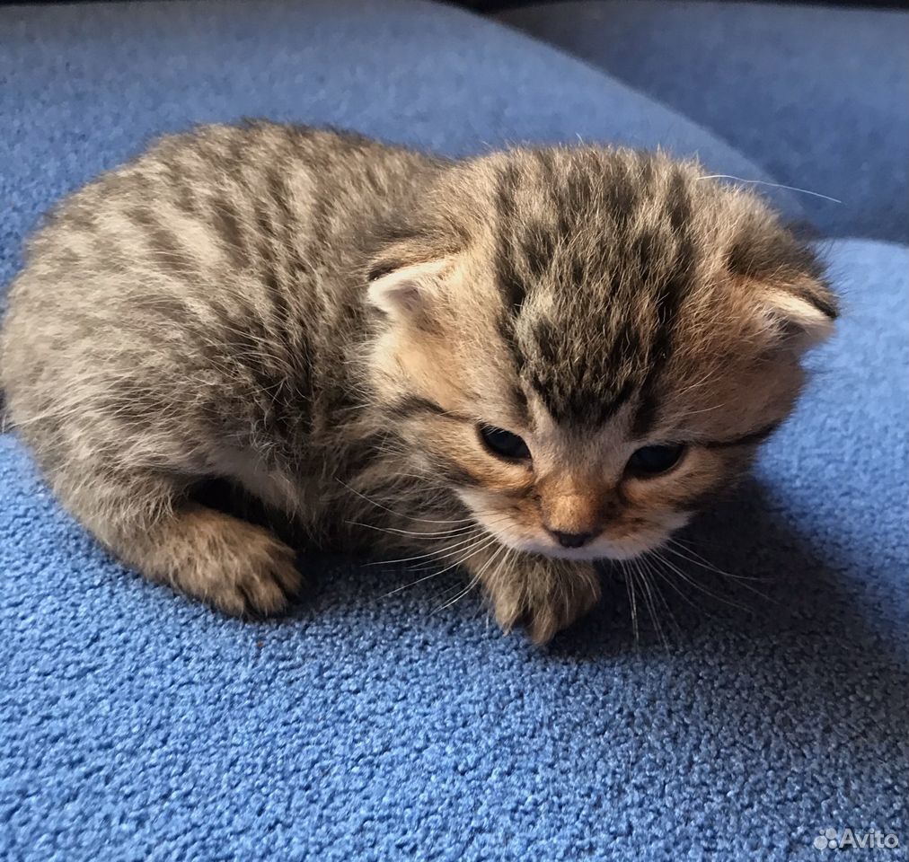 Котята шотландские смесь