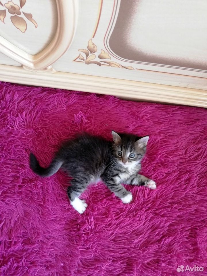 Домашний котенок (девочка)