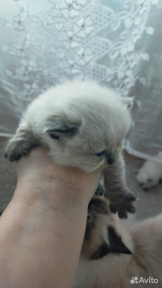 Котята персидские в добрые руки