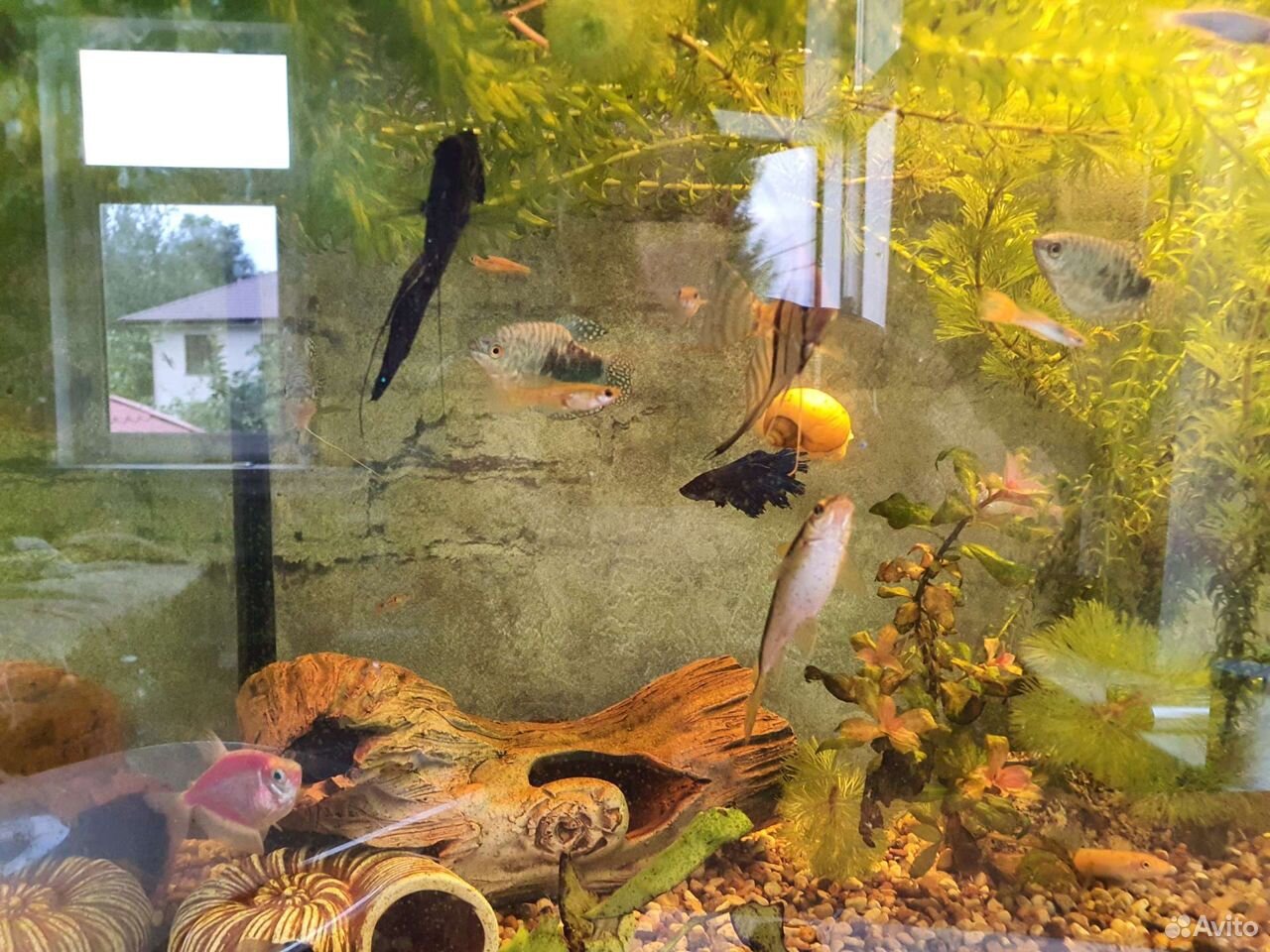 Аквариум 80 л