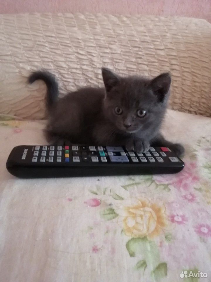 Крошечный котенок