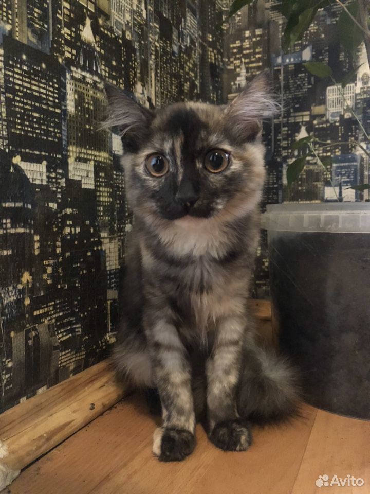 Отдаю котёнка в добрые руки