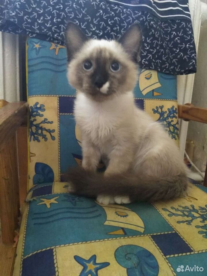 Котик, почти 2 месяца