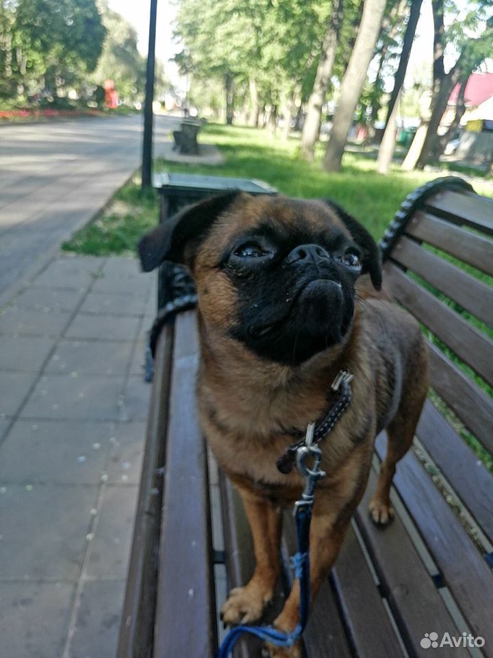 Вязка пти брабансон