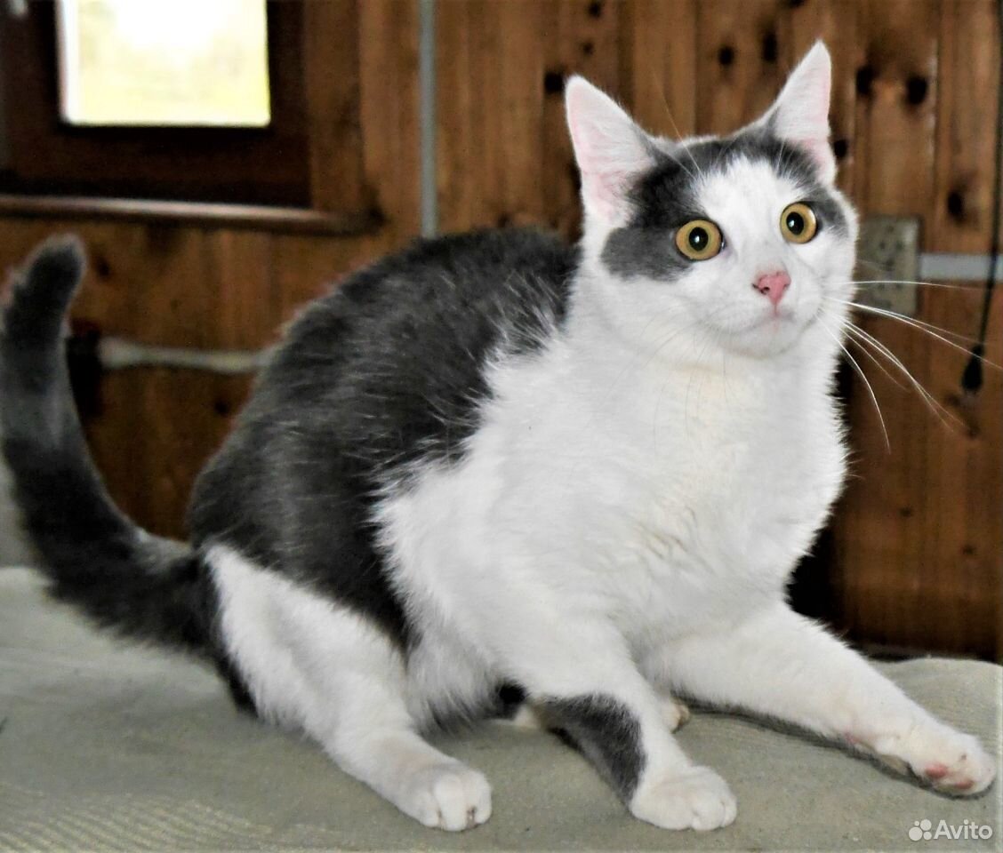 Кошка Матильда