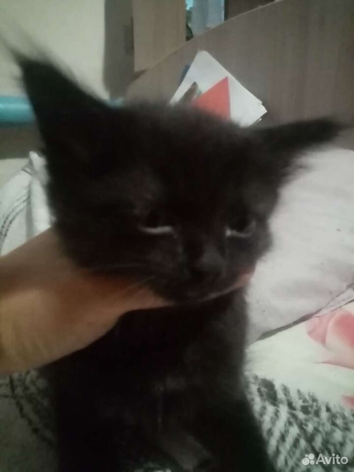 Котята