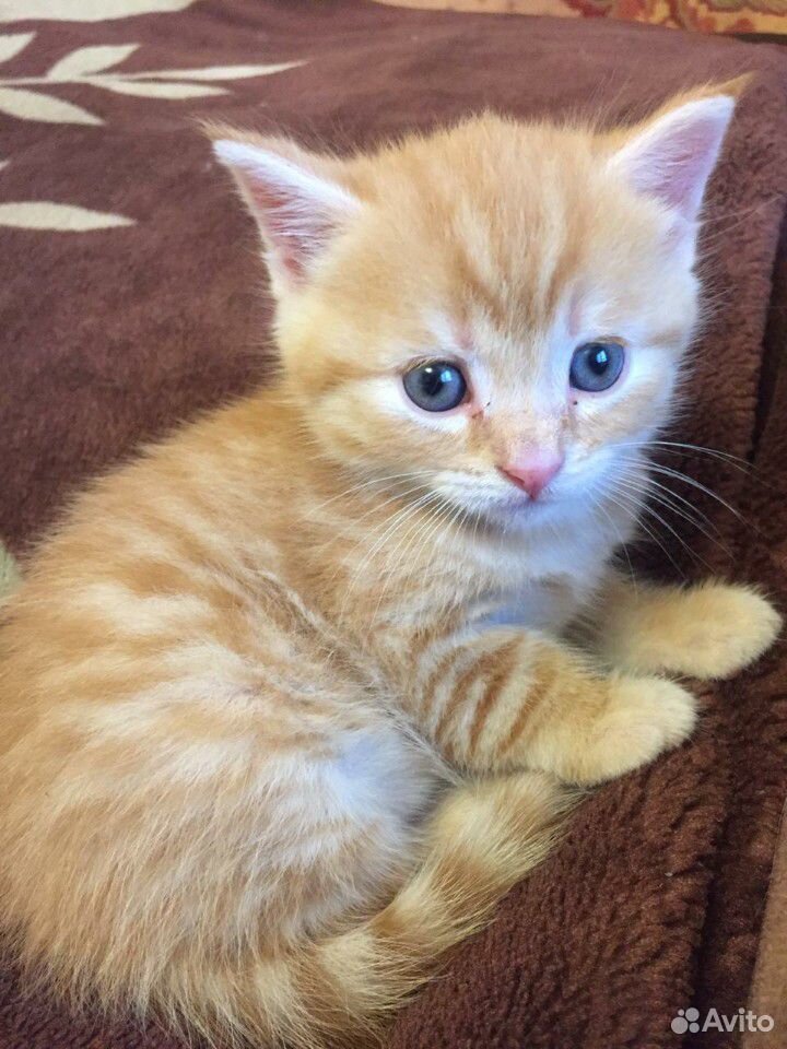 Красивые рыжие котята