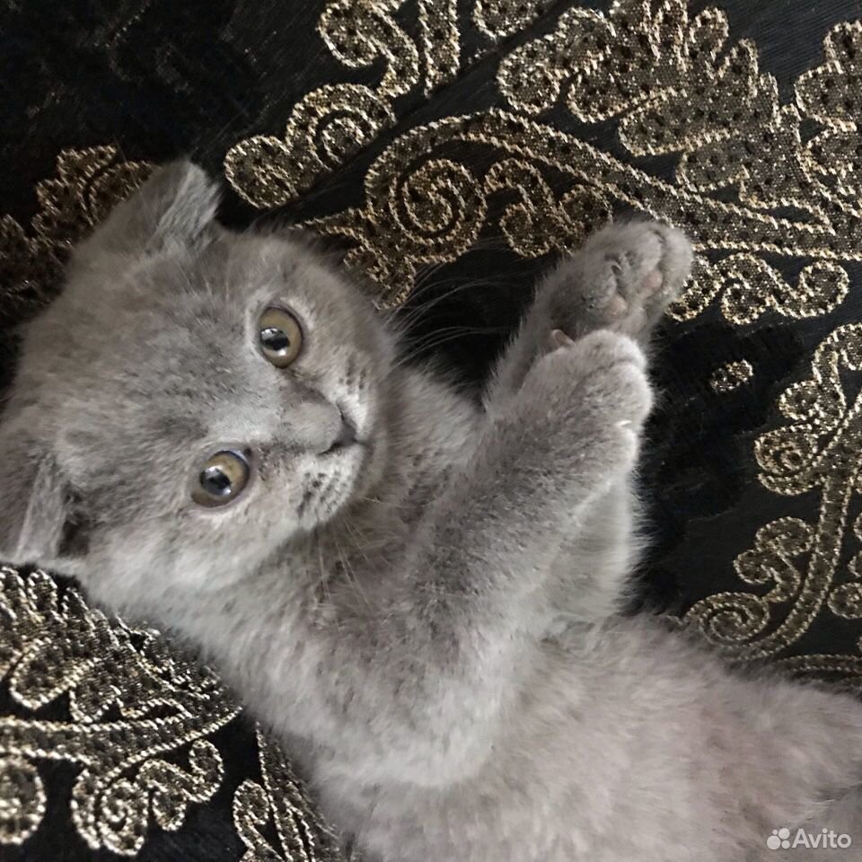 Британцы