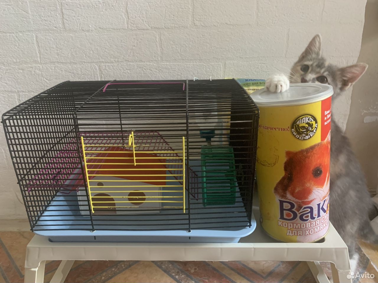 Джунгарик + клетка и шар для бега