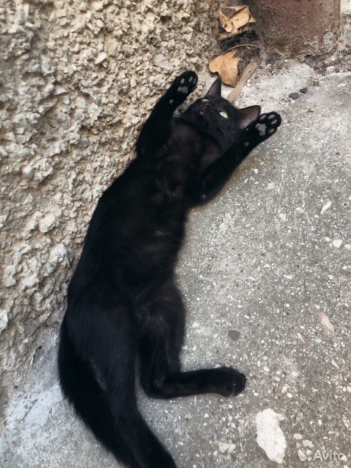 В добрые руки Котёнок мальчик